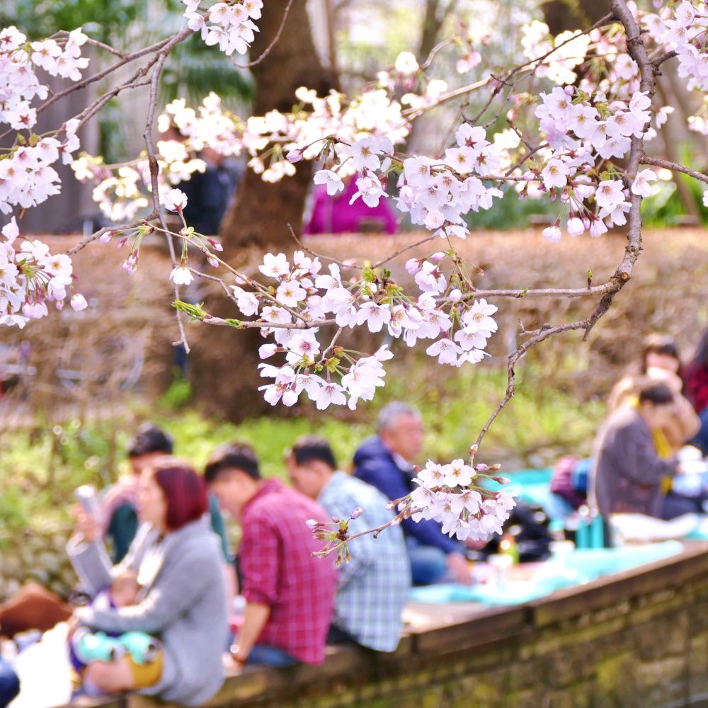 Japan in Spring: How to Enjoy Cherry Blossoms, Festivals and More ...