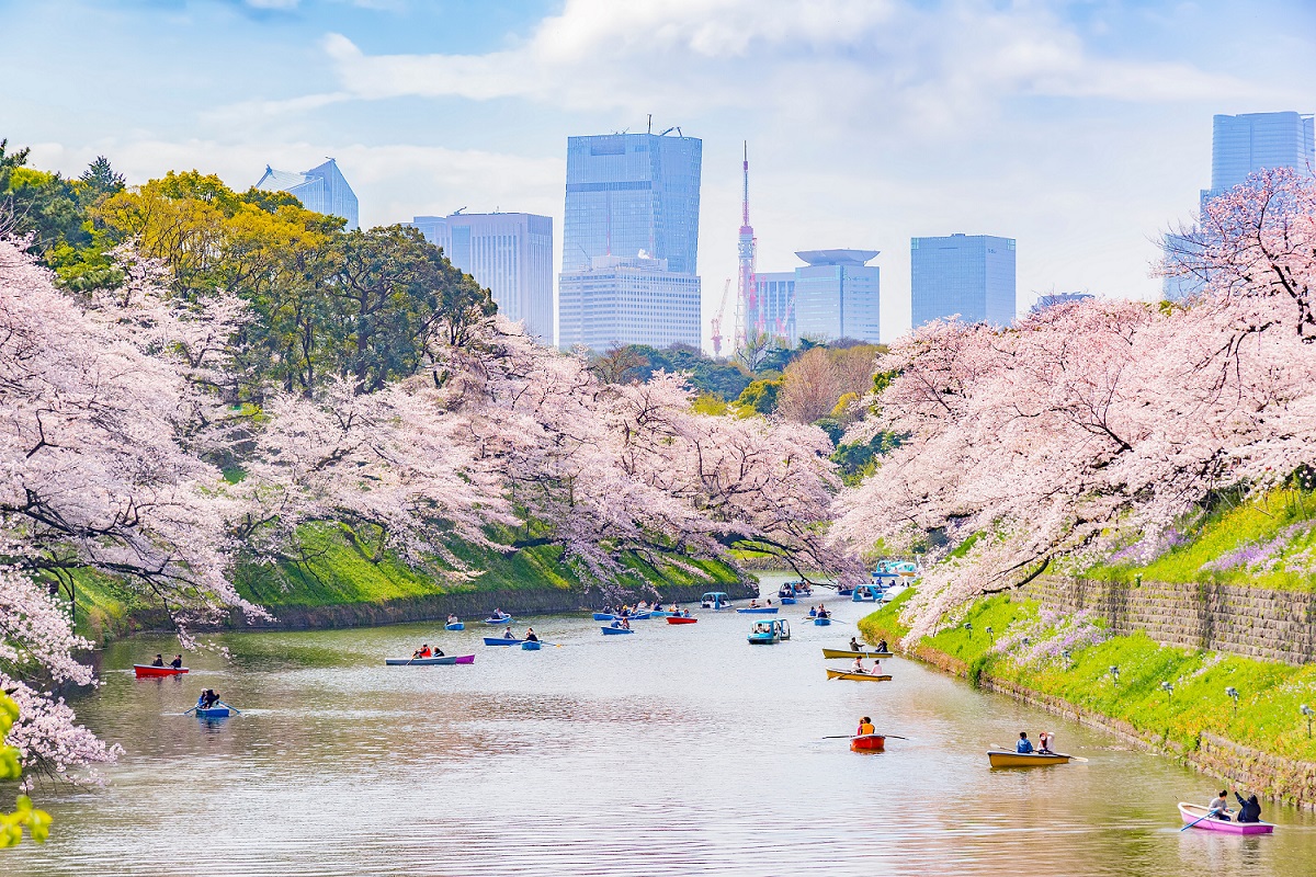 The Official Japan Cherry Blossom Forecast for 2026 - Japanspecialist